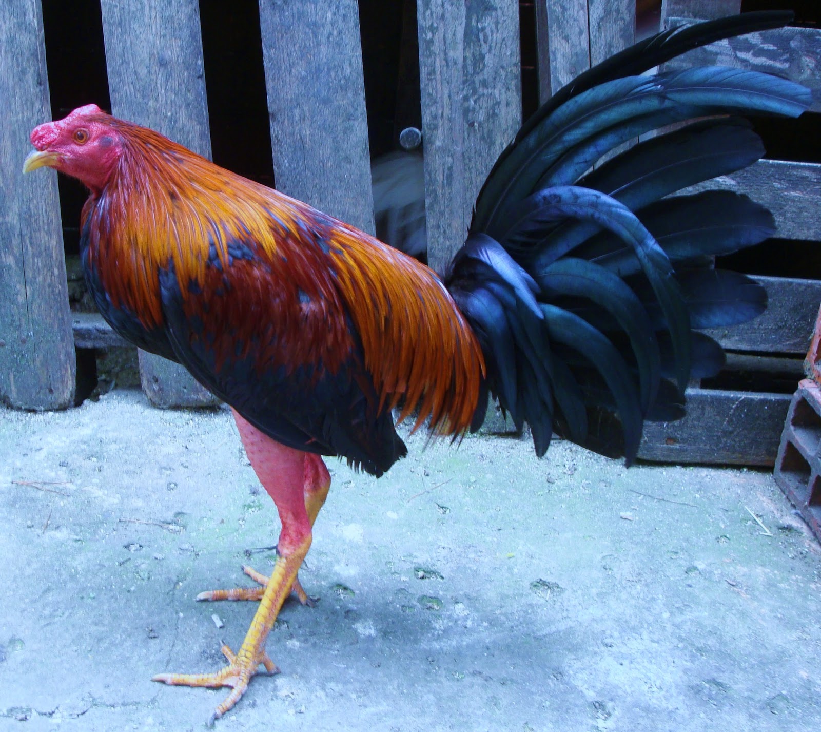 Combate de gallo colorado requemado