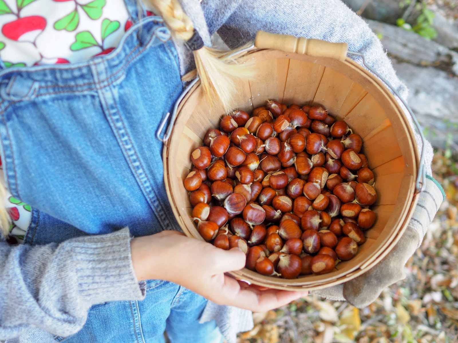 Little Hiccups: Chestnut Picking at Skyline Chestnuts