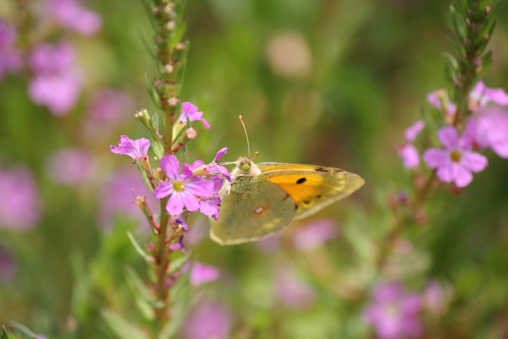 Wild Menorca: Butterflies