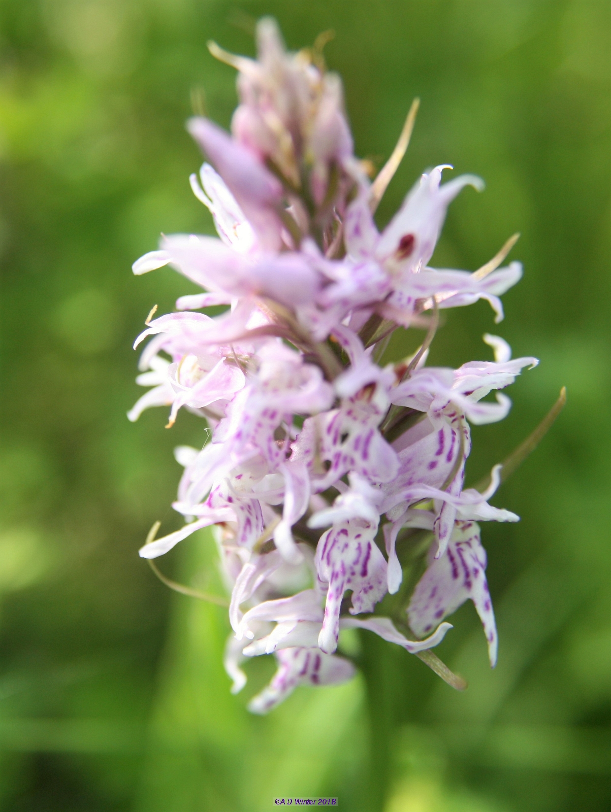 Houghton Regis Notes: Houghton Regis Chalk Pit - Photography Up Close