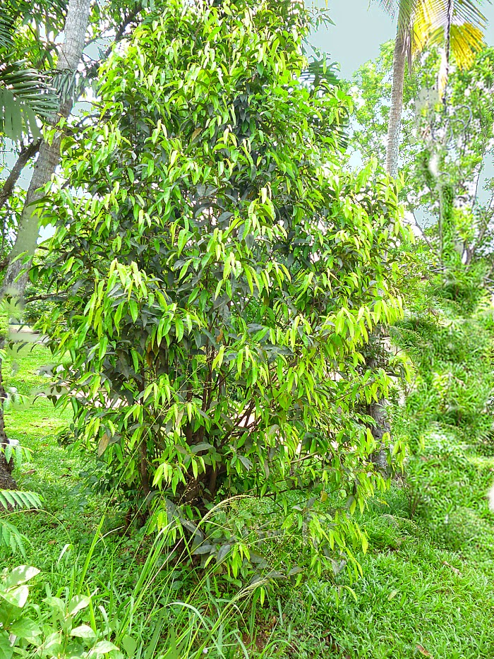 Walla Patta - Gyrinops walla Gaertn. | SL Flora