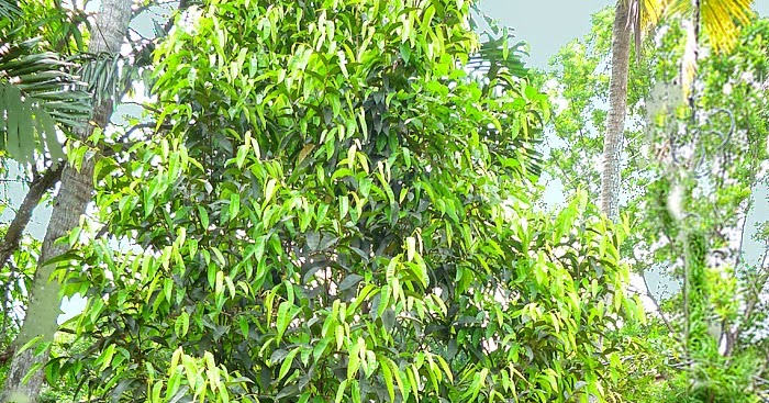 Walla Patta - Gyrinops walla Gaertn. | SL Flora