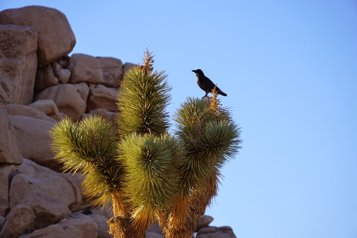 CSUS Praktikum: San Diego - Tijuana Mexiko - Joshua Tree National Park