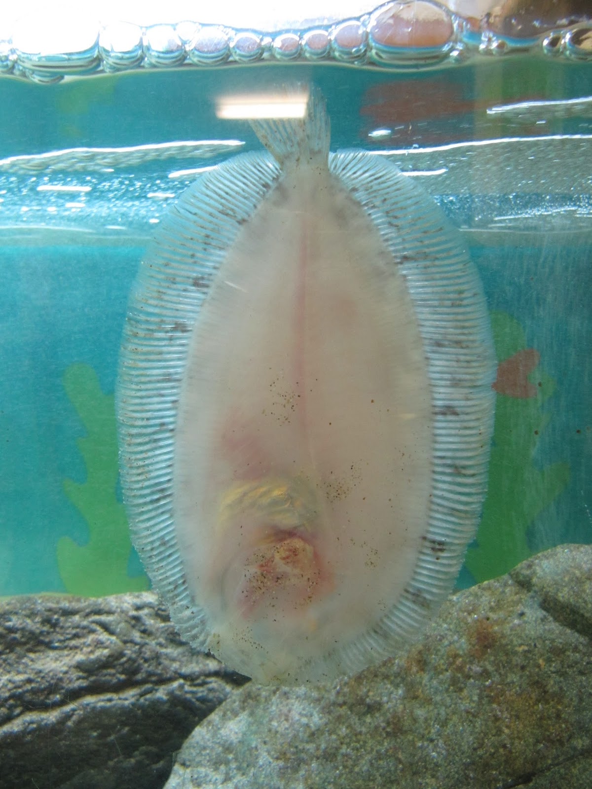 Islay Natural History Trust: Our Topknot flat fish