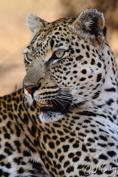 .: 16th August – Leopard Central!