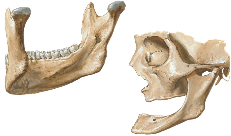Mandíbula | Netter Blog