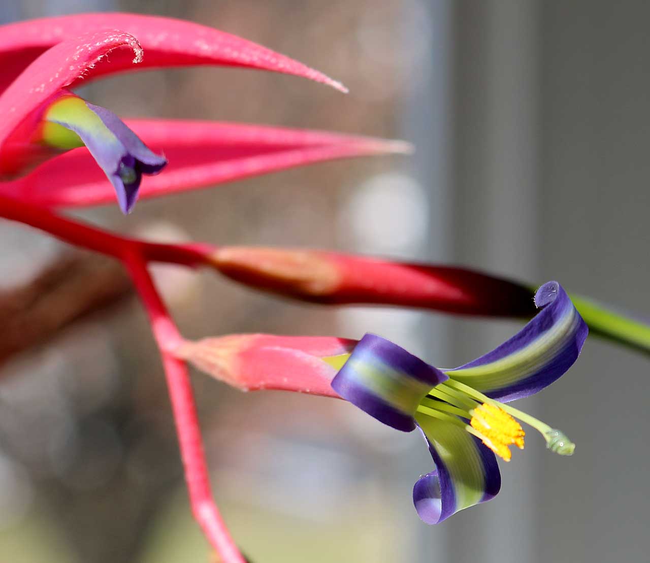 Poppular Photography: Queen of Tears Flowering for 2018