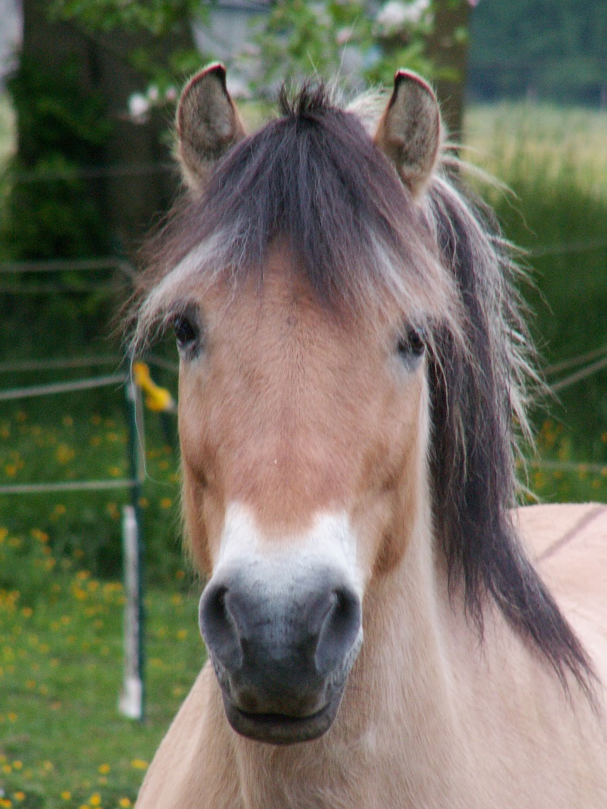 lea animaux de mon coeur: les animaux de ma vie
