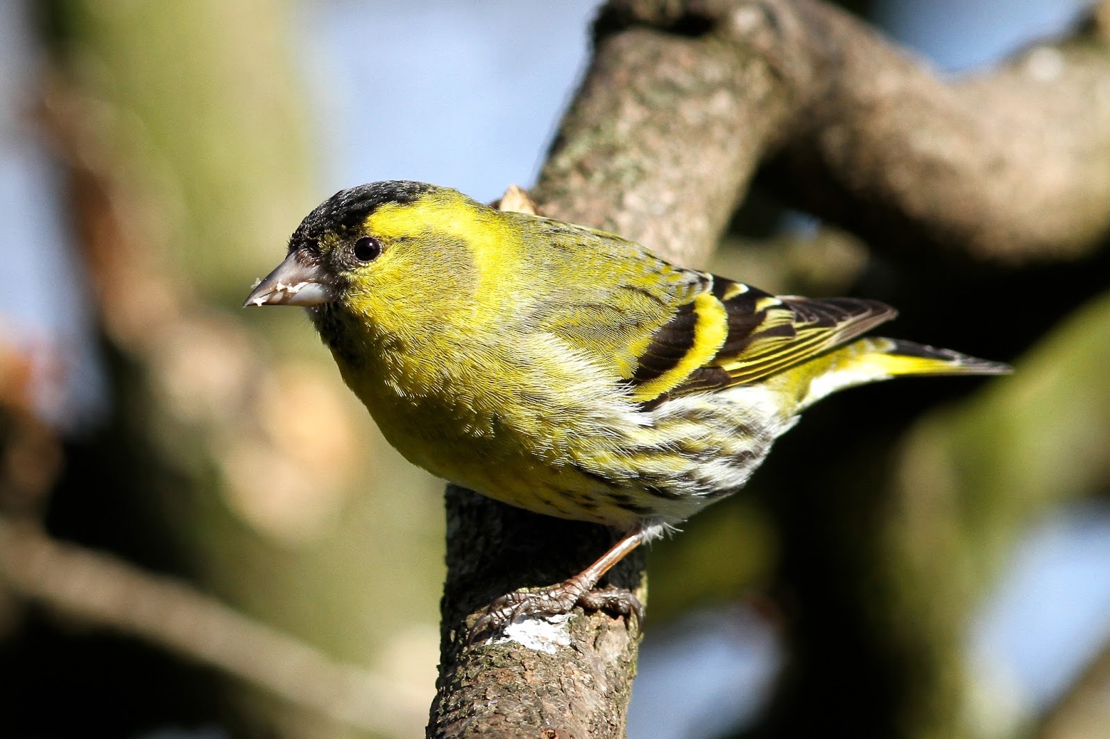 TrogTrogBlog: Bird of the week - Siskin