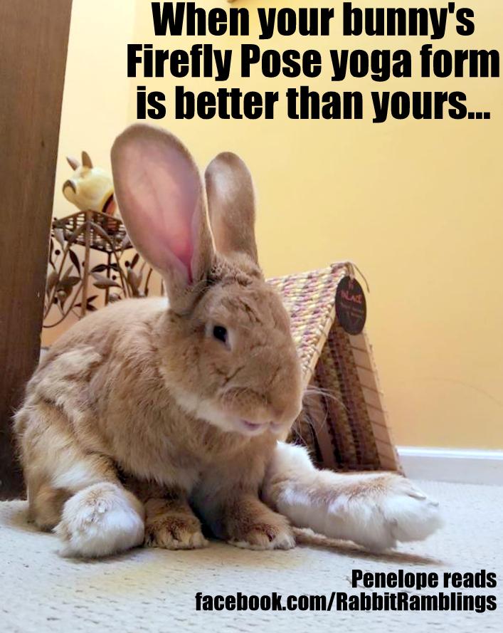 Rabbit Ramblings: Funny Bunny Memes