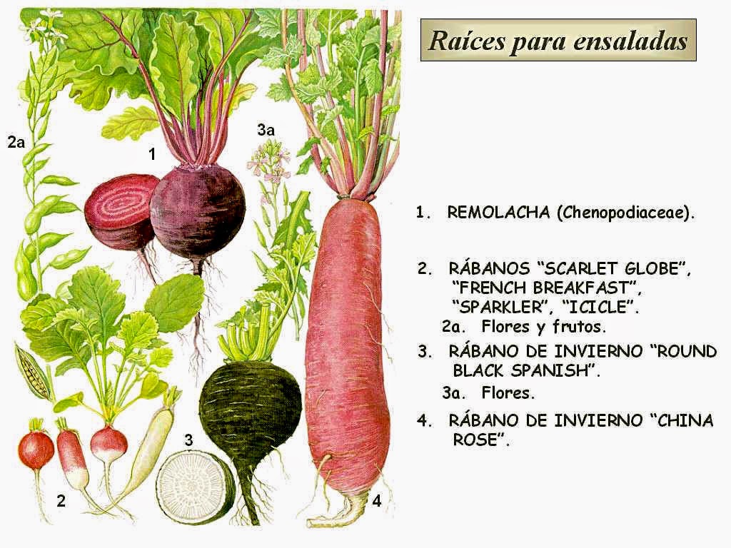 cultivo de raices