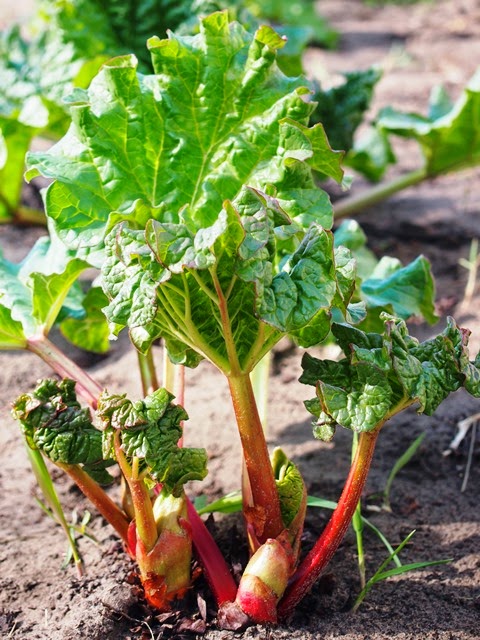 Évkerék receptgyűjtemény: A REBARBARA