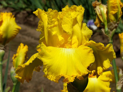 World of Irises: Let the Sun Shine In