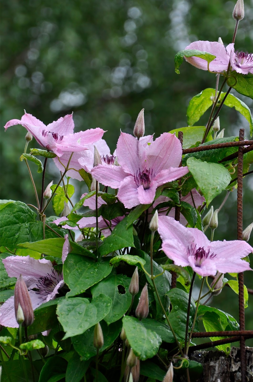 Alen Trädgård: Blommande rankor:)