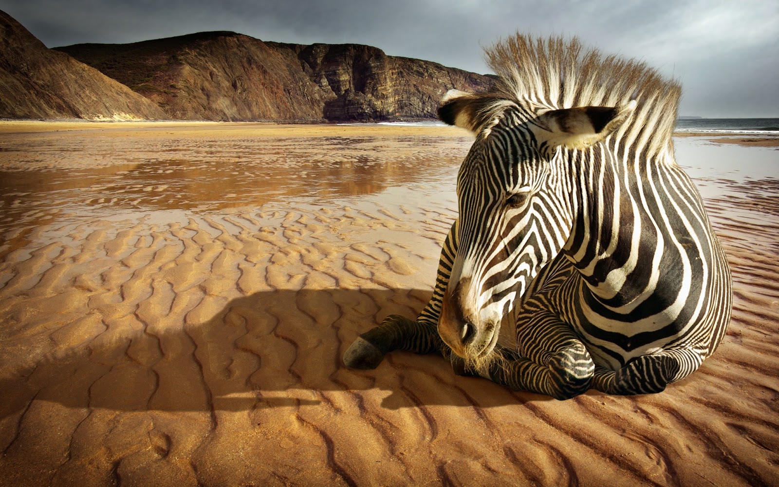 zebra rare pictures collection | Zone Wallpaper Backgrounds