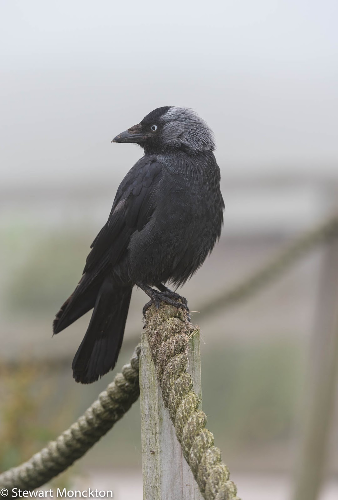 Paying Ready Attention - Photo Gallery: Wild Bird Wednesday 262 - Jackdaw