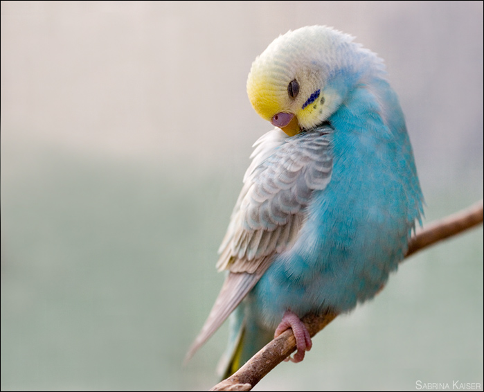 Portal Vida de Periquito: Algumas fotos interessantes.