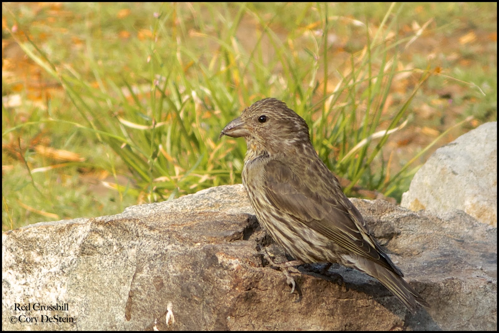 Boom Chachalaca: Photo Study: Red Crossbills of Clearwater National Forest