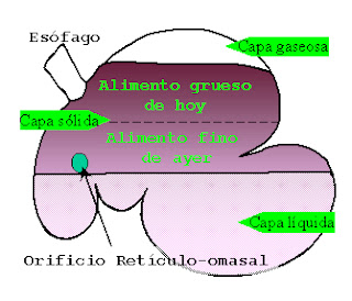 Fisiología Animal. Parte II: Fisiología del rumen