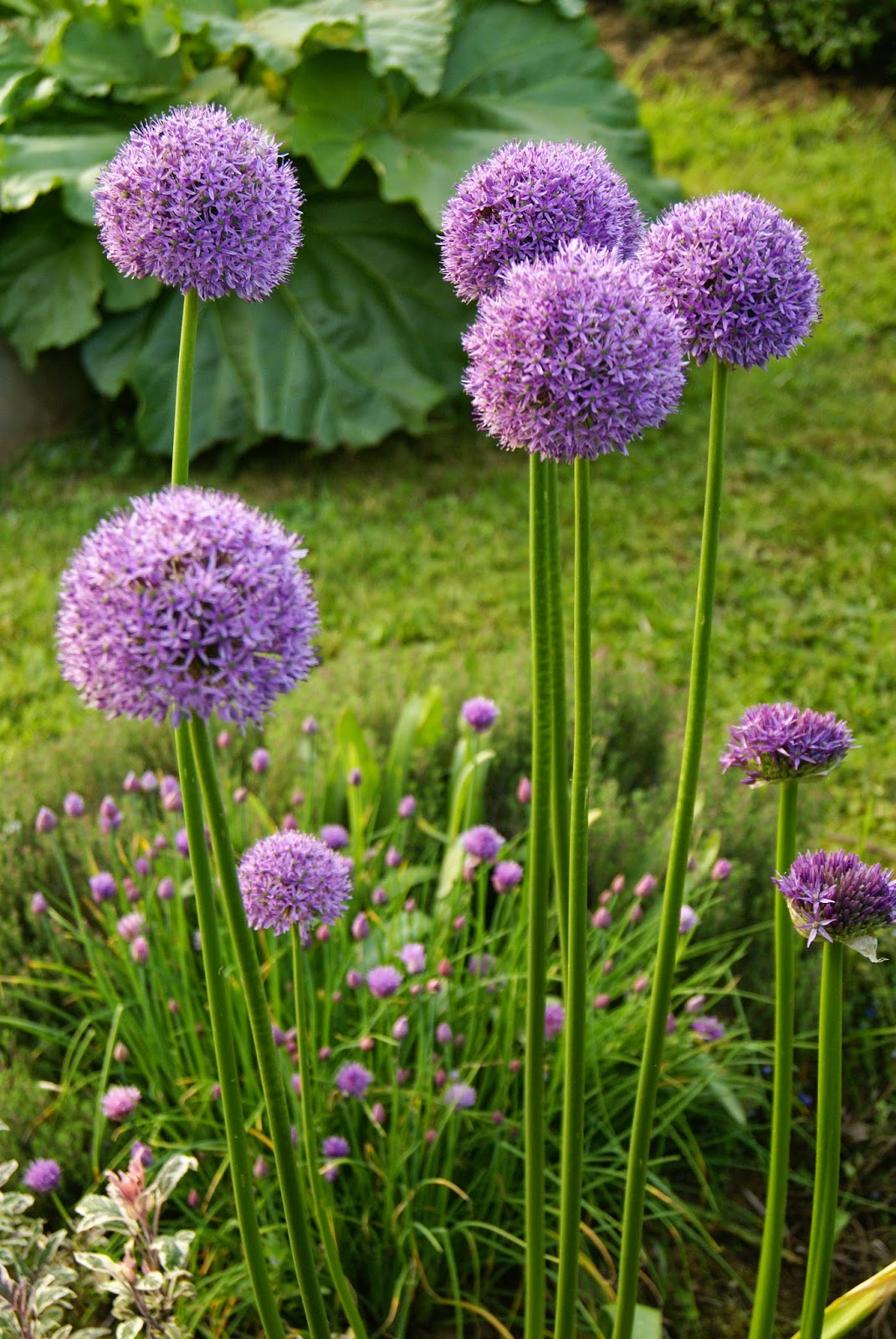 Le JarDin d'aLeCs: Ail d'ornement