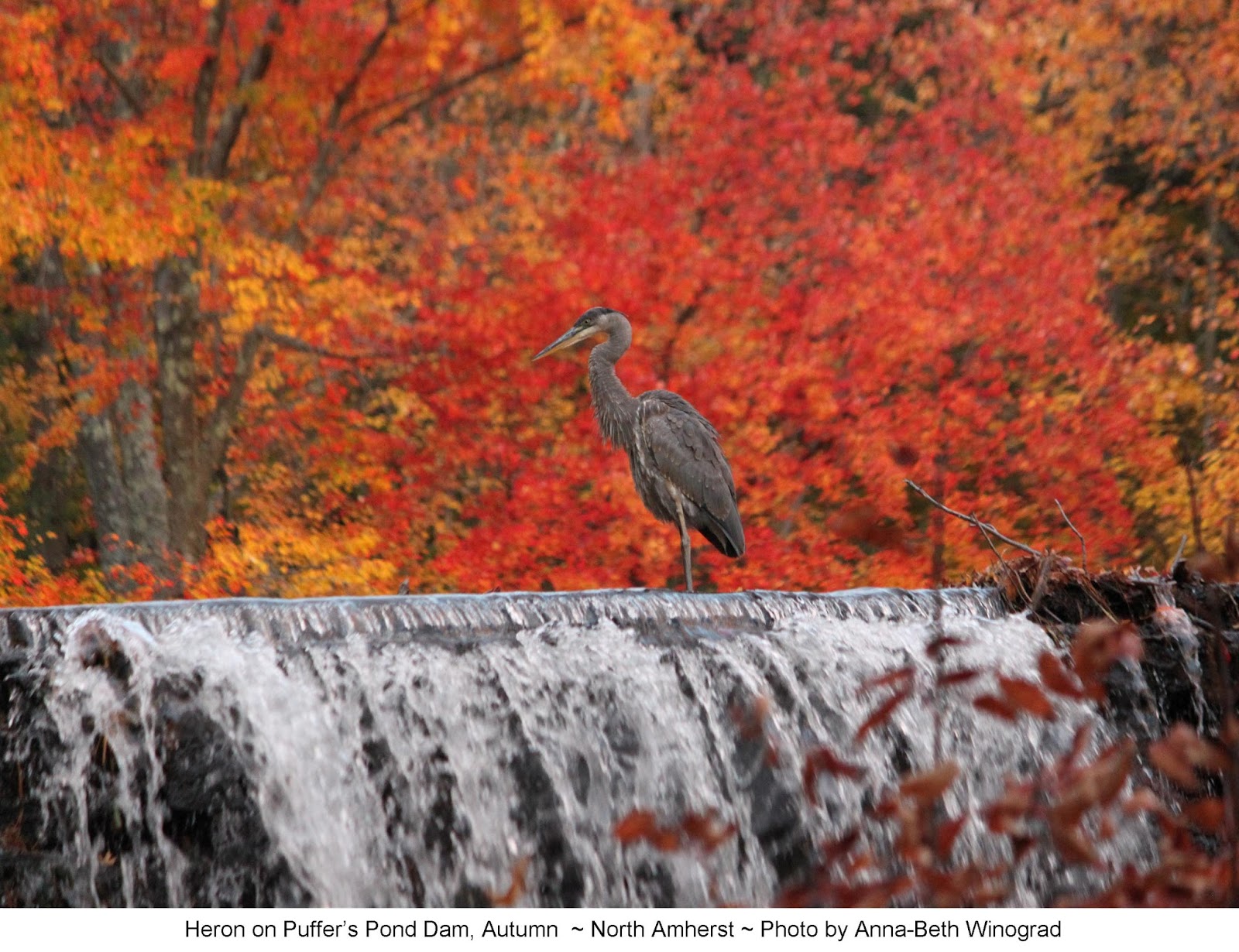 Head in the Clouds Amherst: Heron on Puffer's Pond Dam