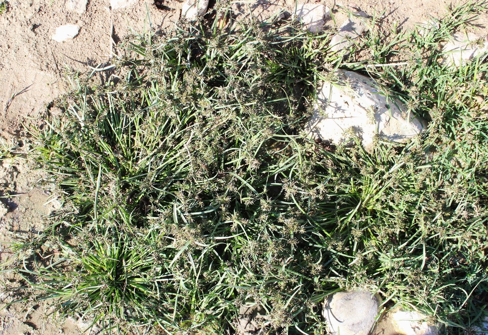 Biodiversity of Cyprus by NGO Protection of the Natural Heritage and ...