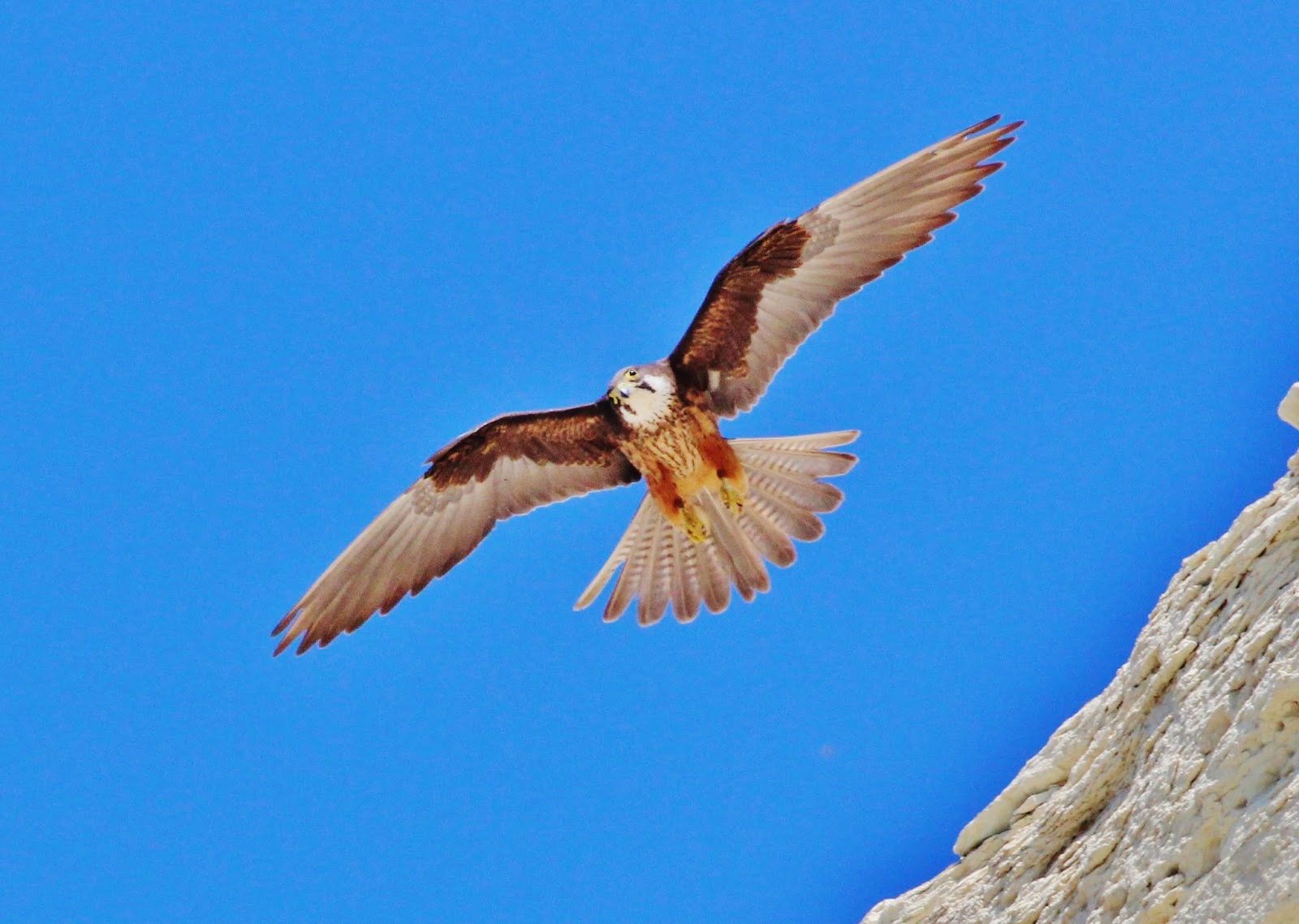 Cyprus Birding Tours And Wildlife Tours Around Cyprus: Eleonora's ...