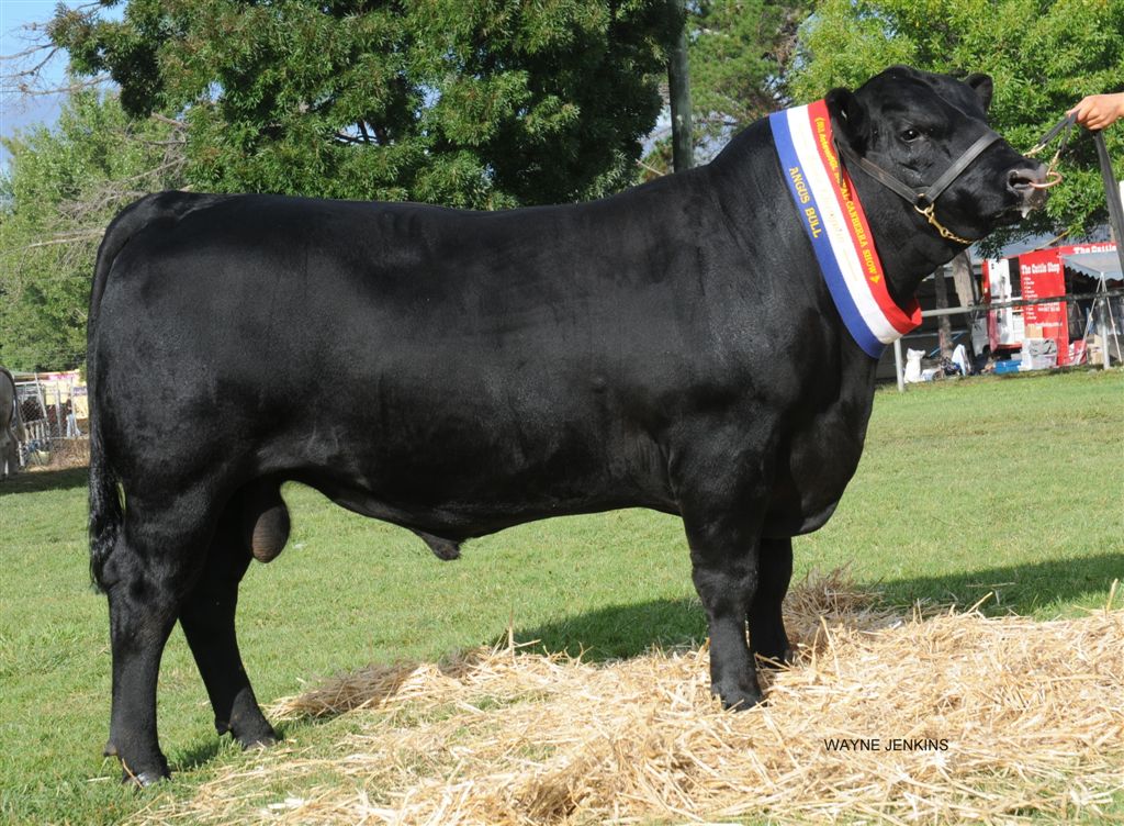 HOLLYWOOD ANGUS STUD