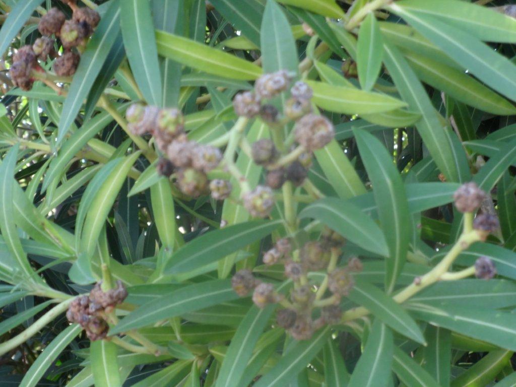 Xtremehorticulture of the Desert: Woody Warts on Oleander Is Gall