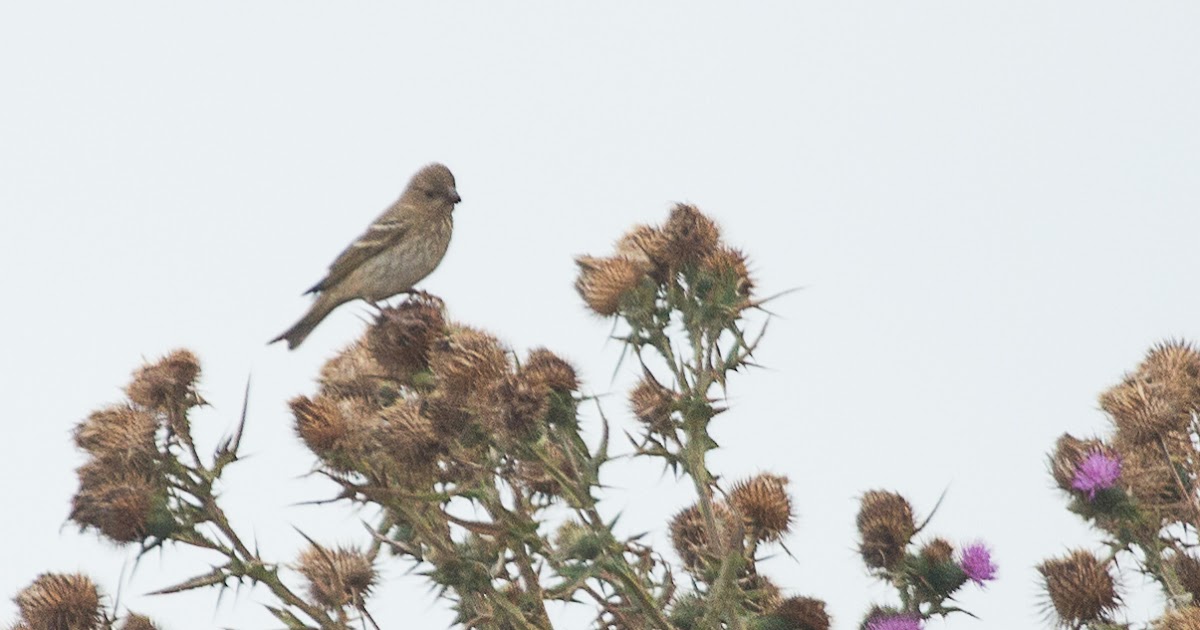 Austin's Birding Blog: Spurn Migration Festival