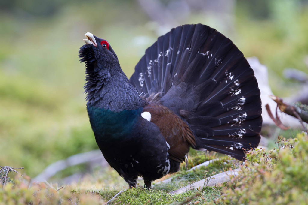 Western capercaillie - Alchetron, The Free Social Encyclopedia