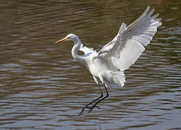 Los Trinos de la Palabra: LA DIVINA GARZA