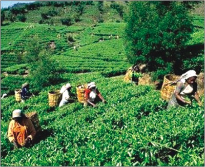Beautiful Bangladesh: Tea Garden