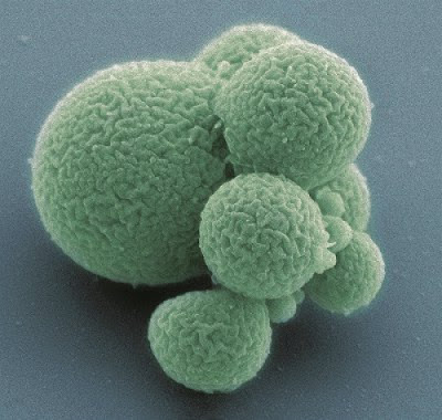 Salvatore Lo Leggio: Genoma di Venter. Così piccolo così potente ...