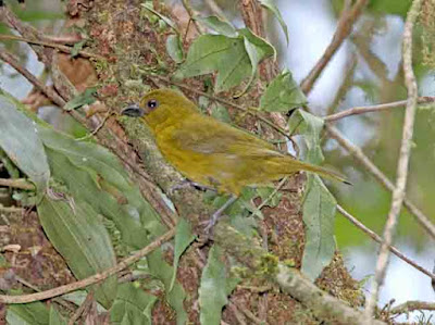 David McDonald Photography: Bulletin 263 - Costa Rica 2016 #7 ...