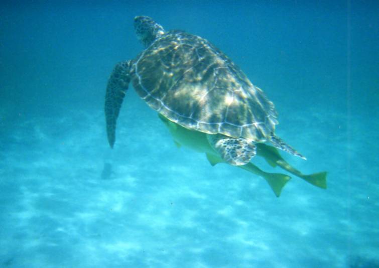 Mundo acuatico Peru: Freediving "Buceo libre"