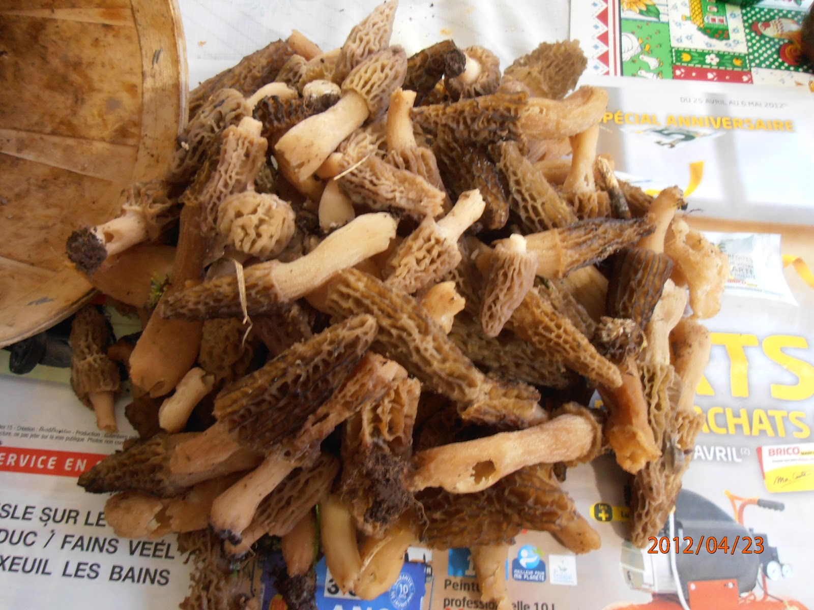 La morille conique, ça se mérite ! - Terra Morchellarum