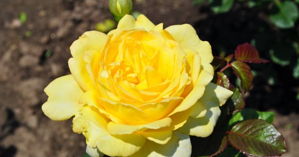 Rosa Mountbatten: Step 19: Le due facce del Rosa Mountbatten