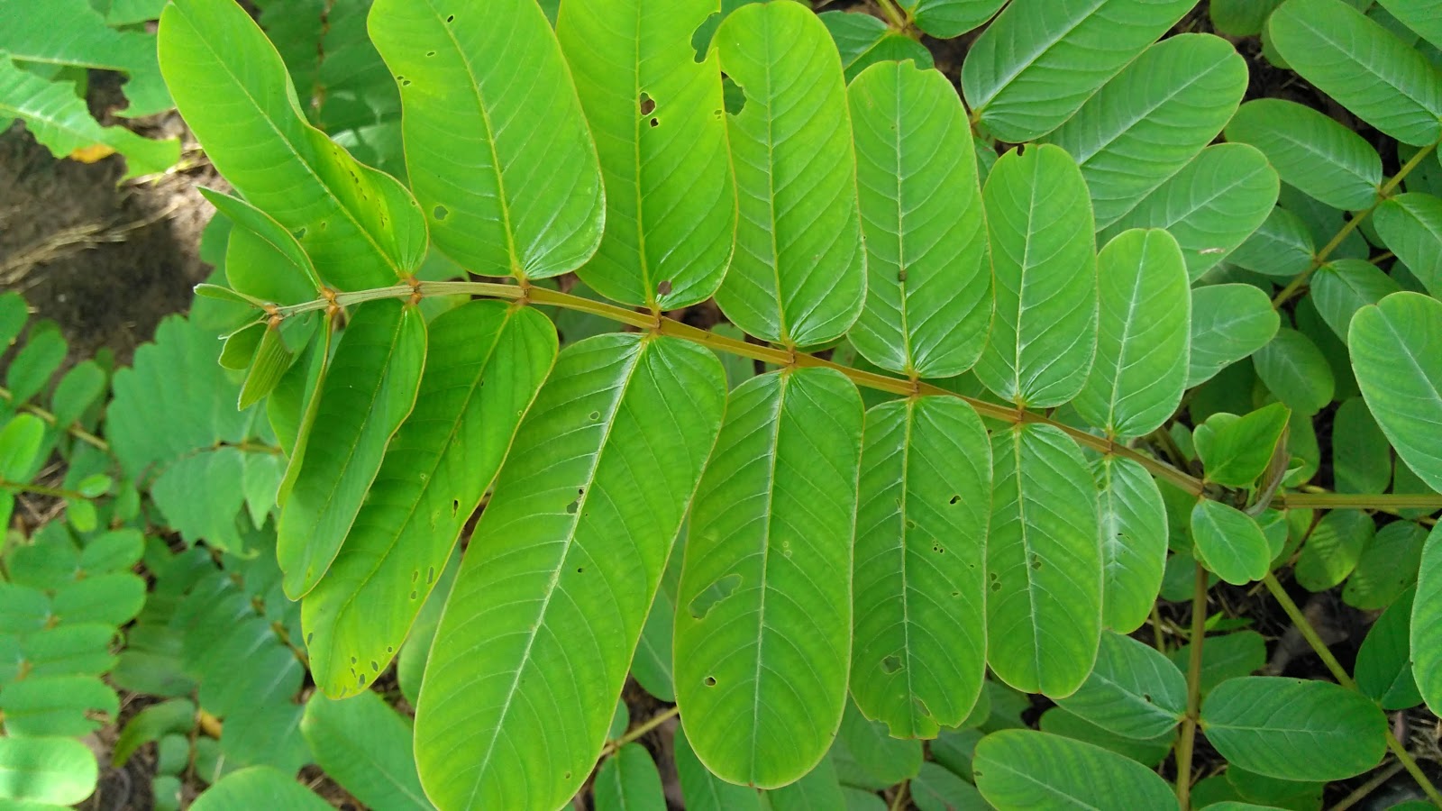 Healing plants walk into Paies