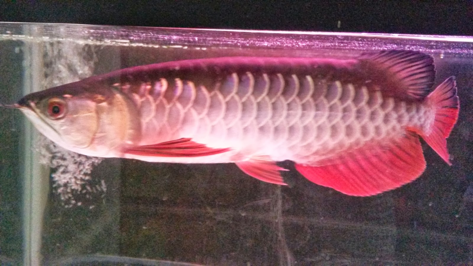 .: RTG red tail golden arowana