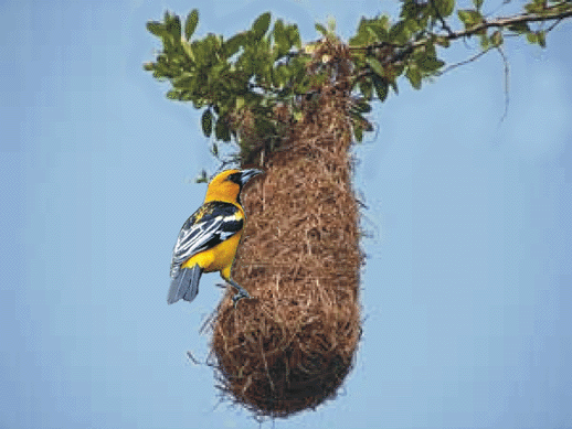 Carlos Guzmán: 2014