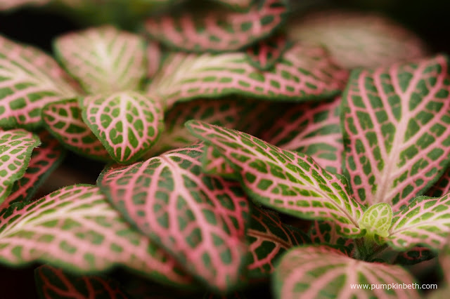 Fittonia albivensis 'Skeleton' - Blog Arco do Verde