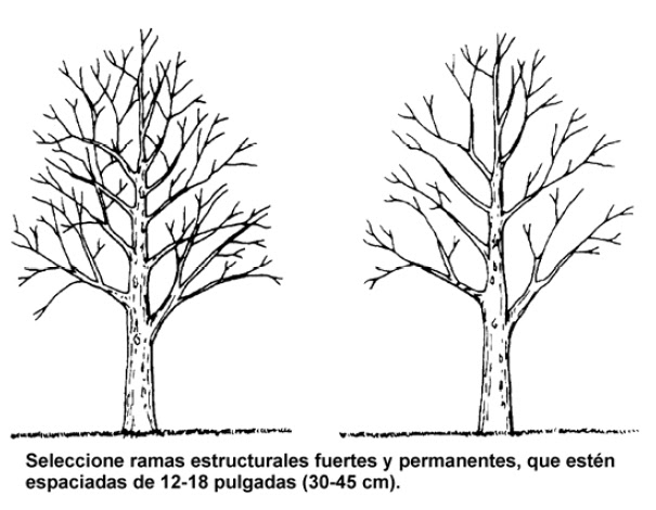Dirección de Medio Ambiente José C. Paz: Semana del Árbol 2012