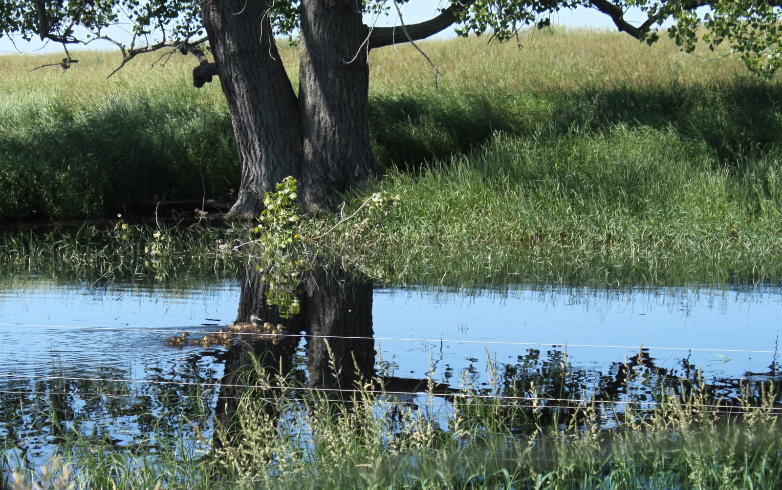 Still Life With Birder: A Prairie Slough