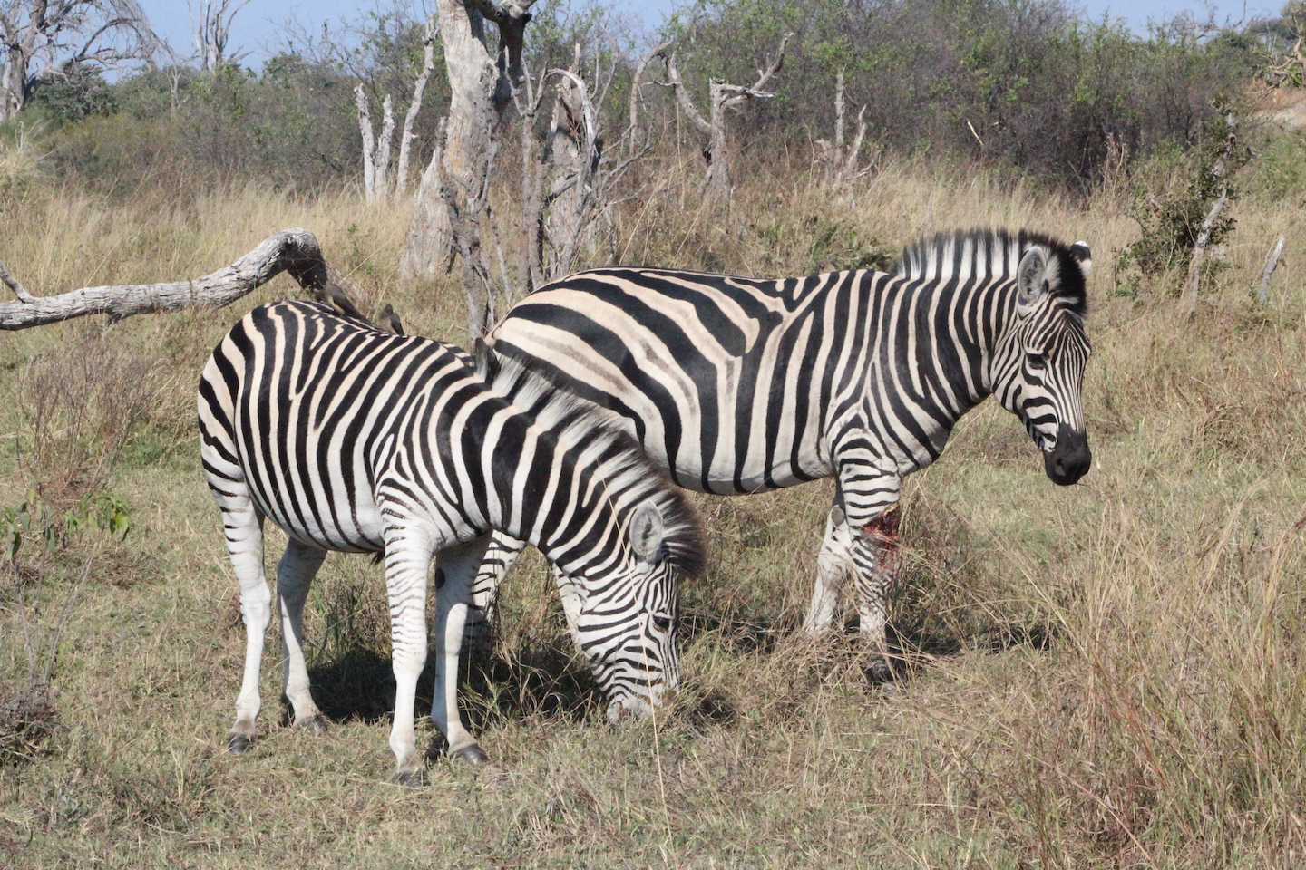 Study Abroad, Botswana: 2017