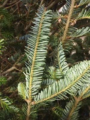 PHILLY TREES: THE TANNENBAUM