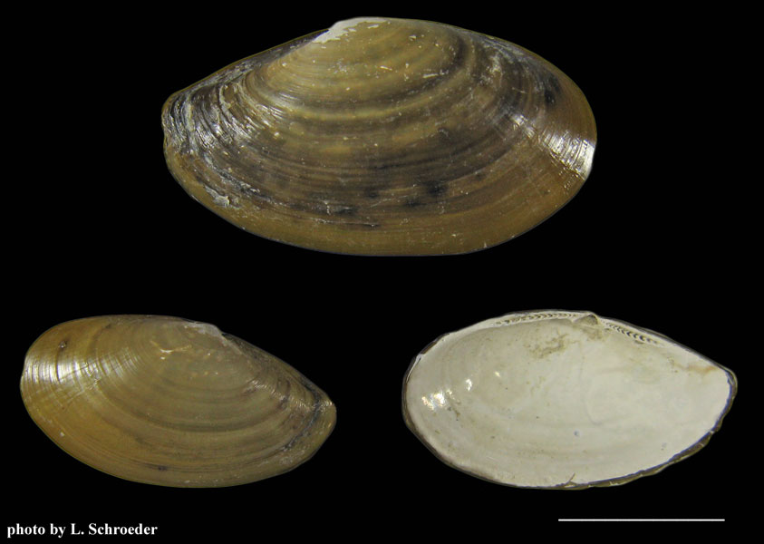 Variety of Life: Nuculanoidea