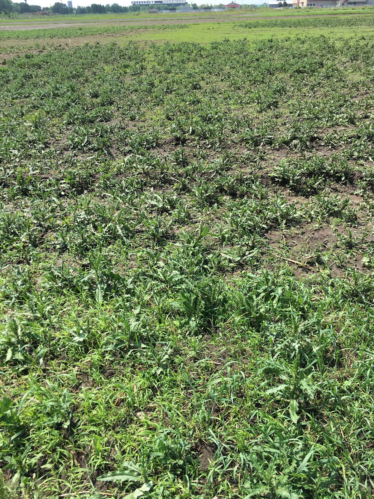 Battling Thistles Organically at Cornercopia Student Organic Farm