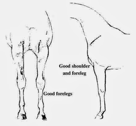 นายโก้ Horsemanship: ม้าอารเบียน สุดยอดสายพันธุ์อาชา เลือดทรหด