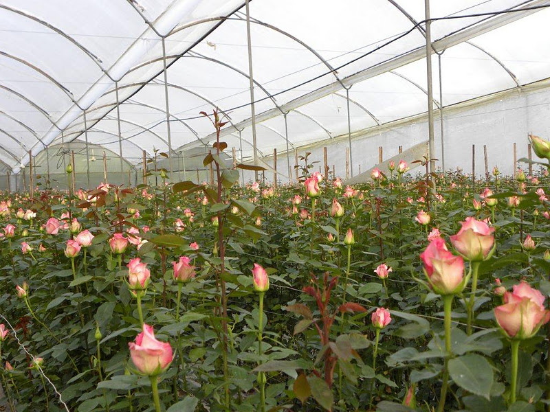 FABBY'S LIVING: FABBY: ALTAFLOR Rose Farm Tour 1